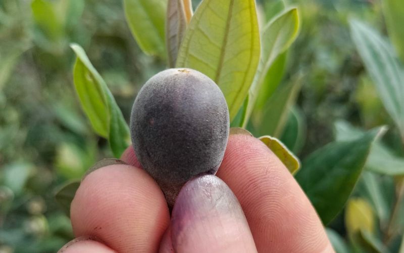 Quả sim rừng Quảng Bình Quả sim rừng Bà Lợi tỉnh Quảng Bình